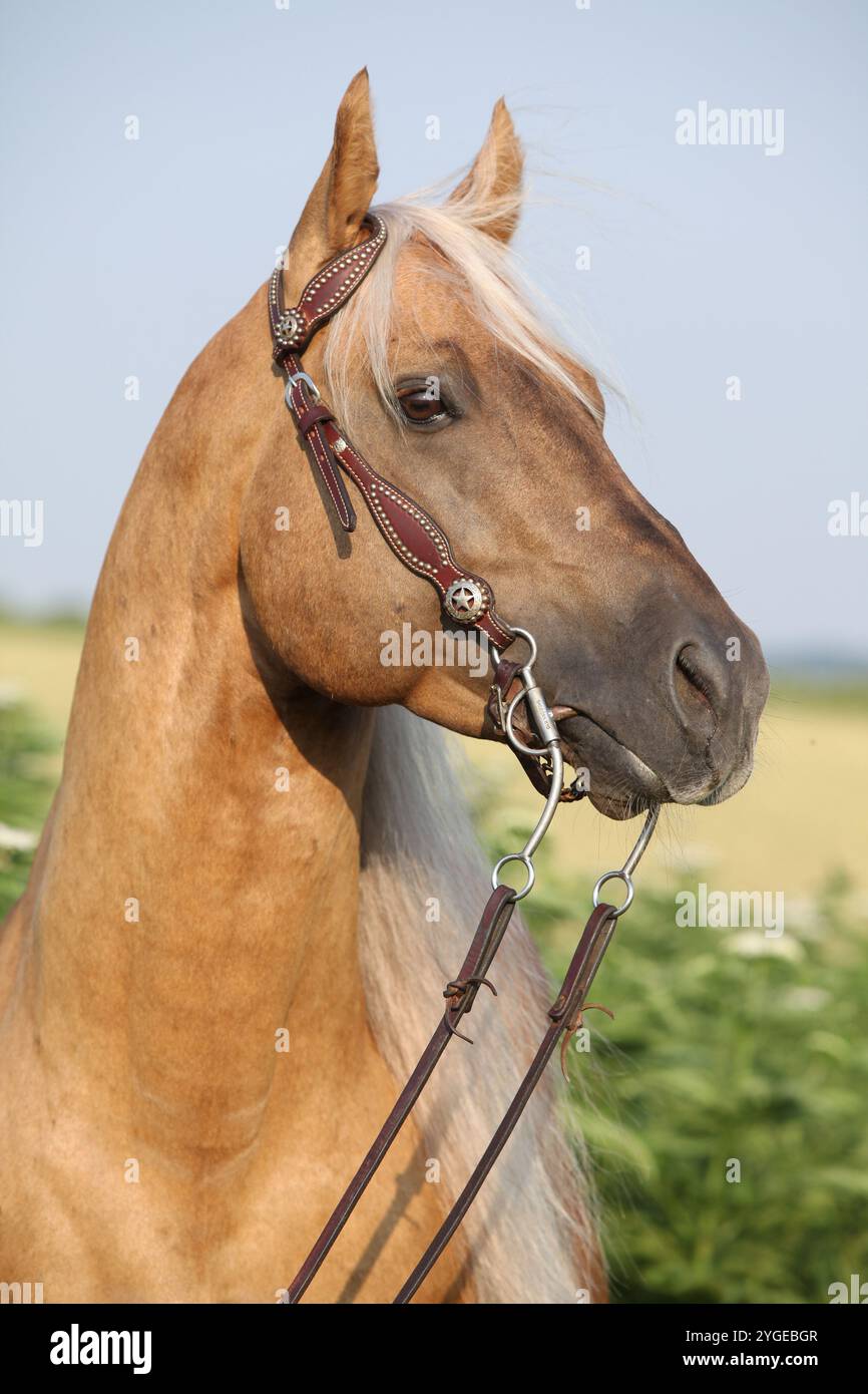 Portrait of amazing quarter horse with long mane Stock Photo - Alamy