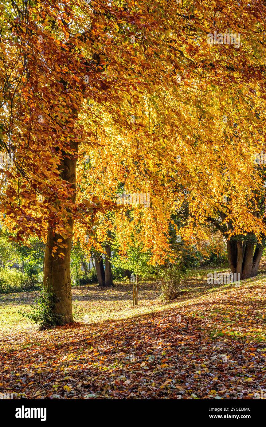 A backlit autumn tree (Copper Beech, Fagus sylvatica f.purpurea). The ...