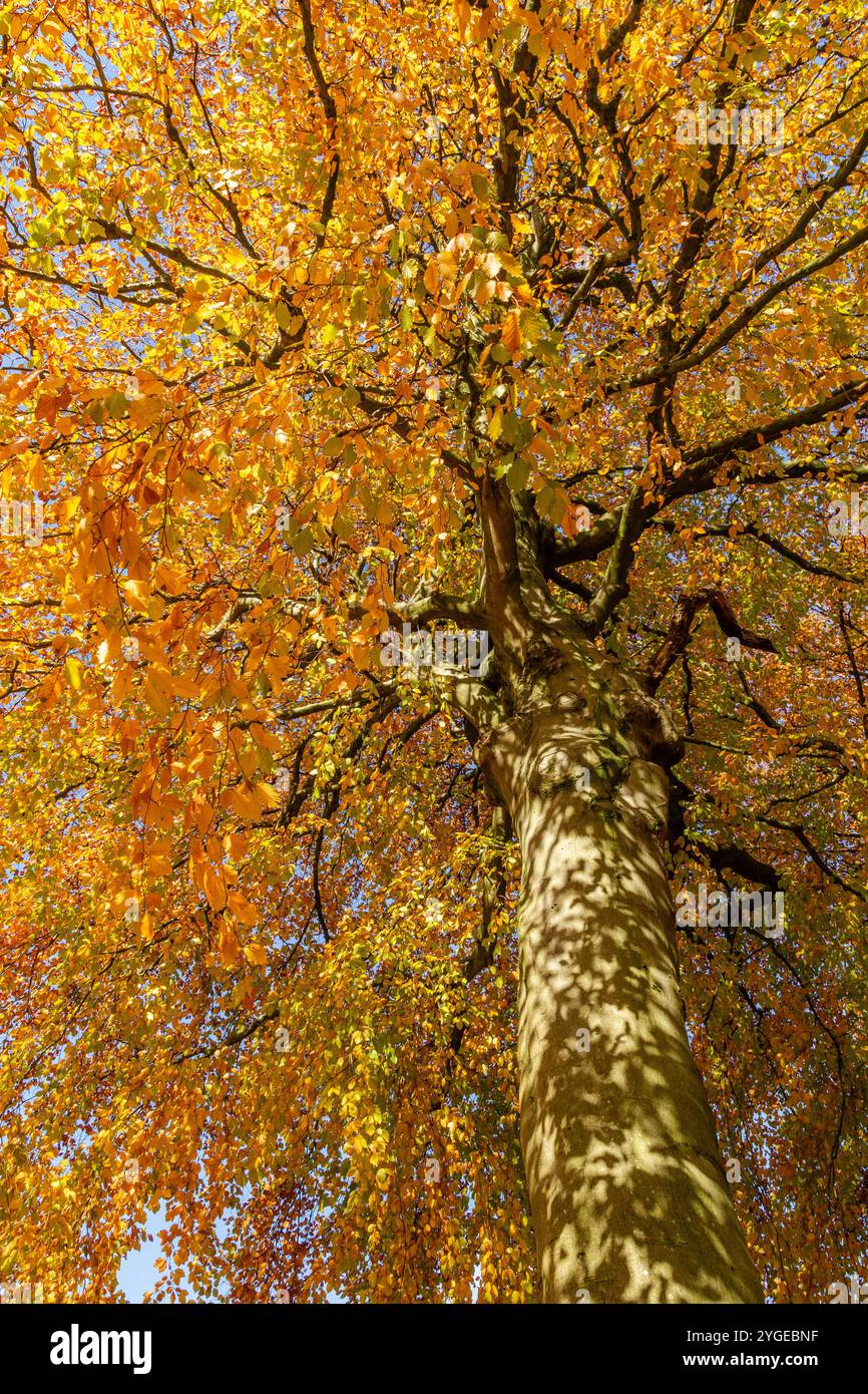 Looking through the branches of a tree hi-res stock photography and ...