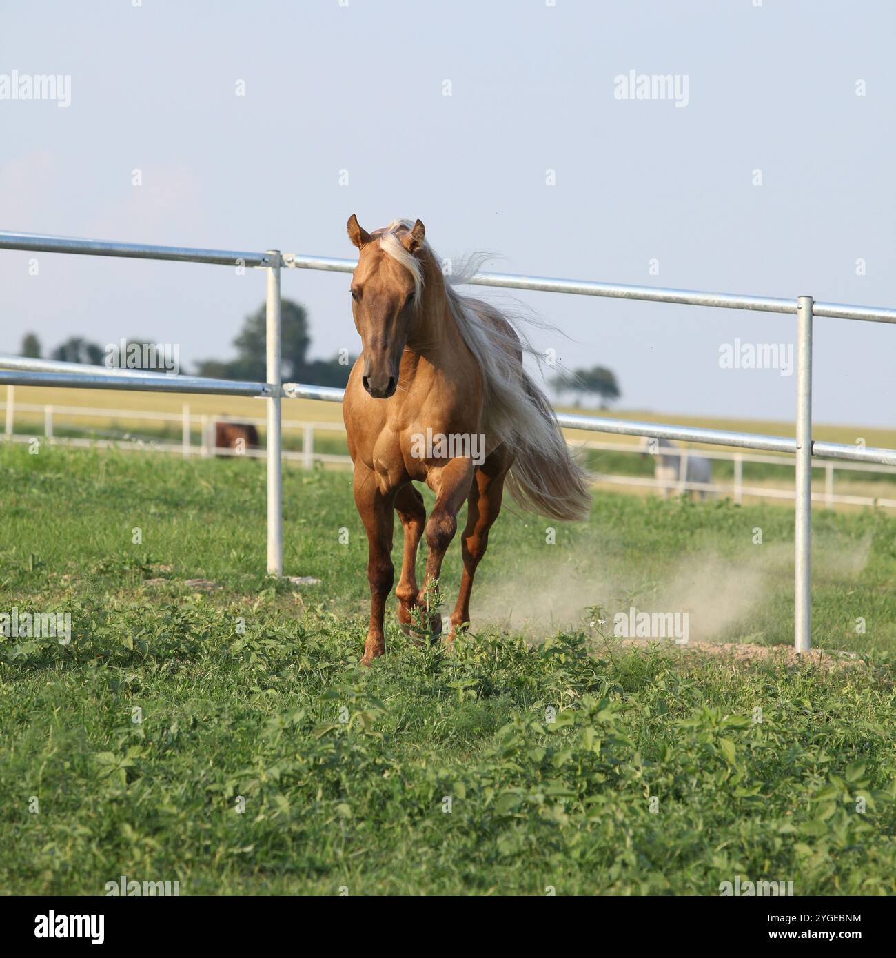 Amazing palomino quarter horse with long mane in moving Stock Photo - Alamy