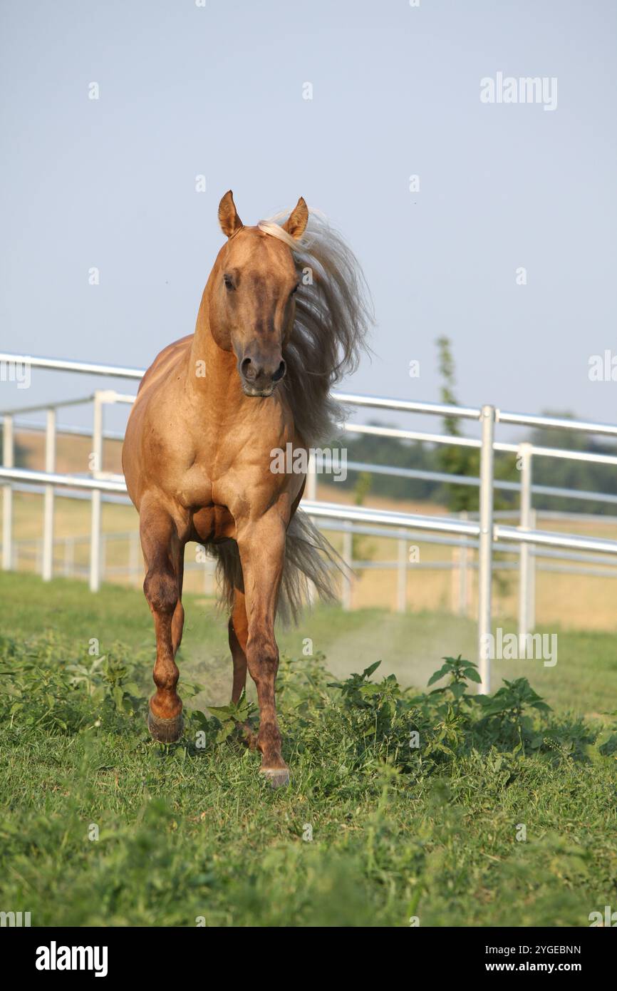 Amazing palomino quarter horse with long mane in moving Stock Photo - Alamy