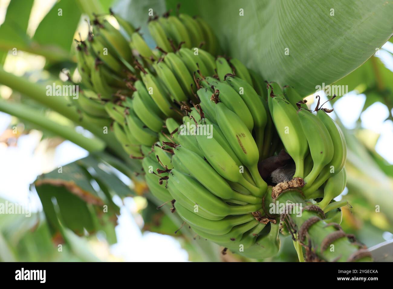 A large cluster of vibrant green bananas hanging on a tall banana plant ...