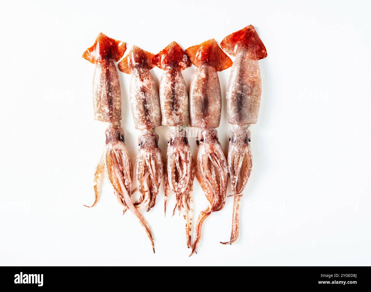 raw fresh whole squid on white. close up. cooking, fish market Stock ...