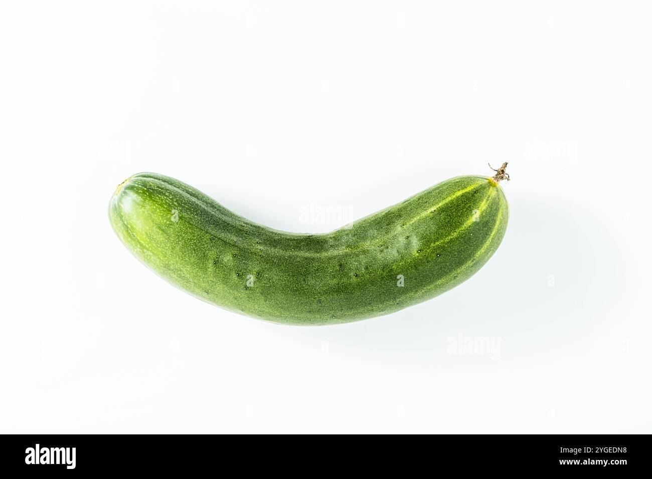 Cucumber plant organic farming Cut Out Stock Images & Pictures - Alamy