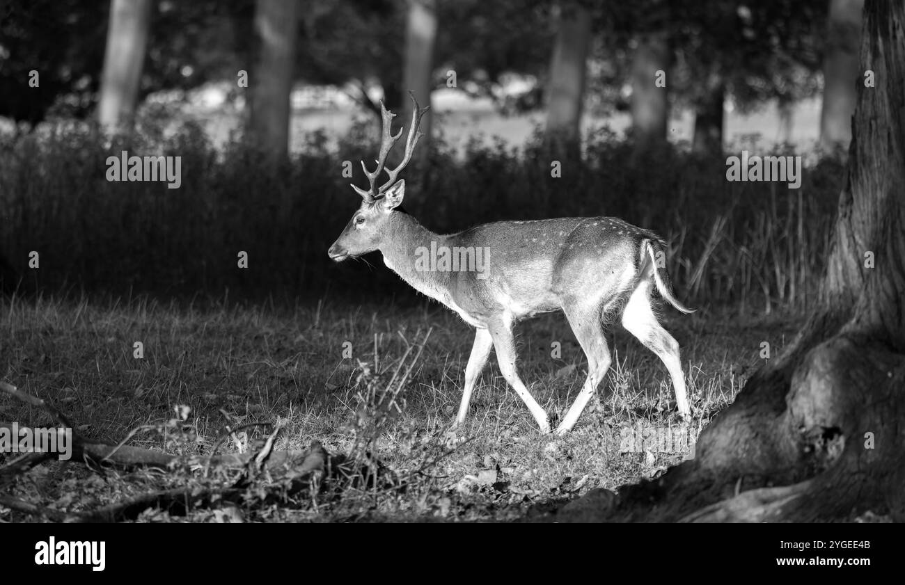Black fallow deer hi-res stock photography and images - Alamy