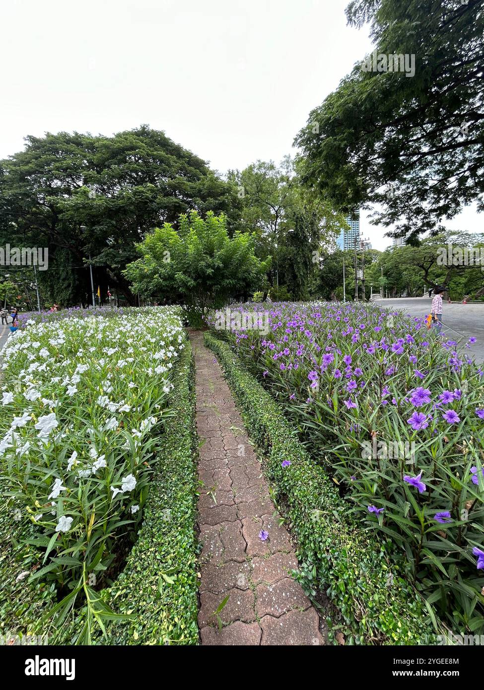 Garden Pathway Lined with Vibrant White and Purple Flowers Amidst Lush ...