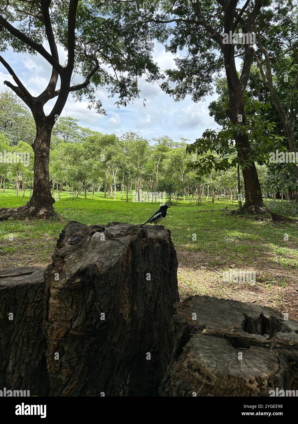 Copsychus saularis hi-res stock photography and images - Alamy