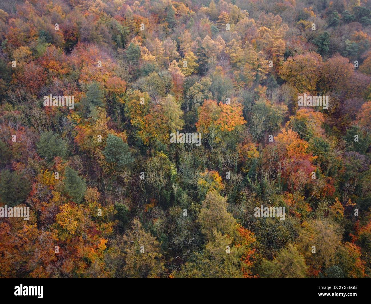 Drone image of trees displaying full range of Autumn colours, October ...