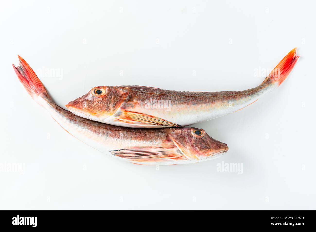 gurnards on white. East Atlantic red gurnard or soldier .food and sale ...