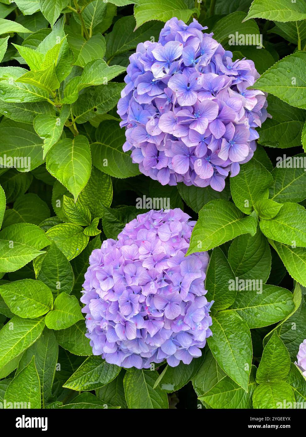 Flor azul hortensia hi-res stock photography and images - Alamy