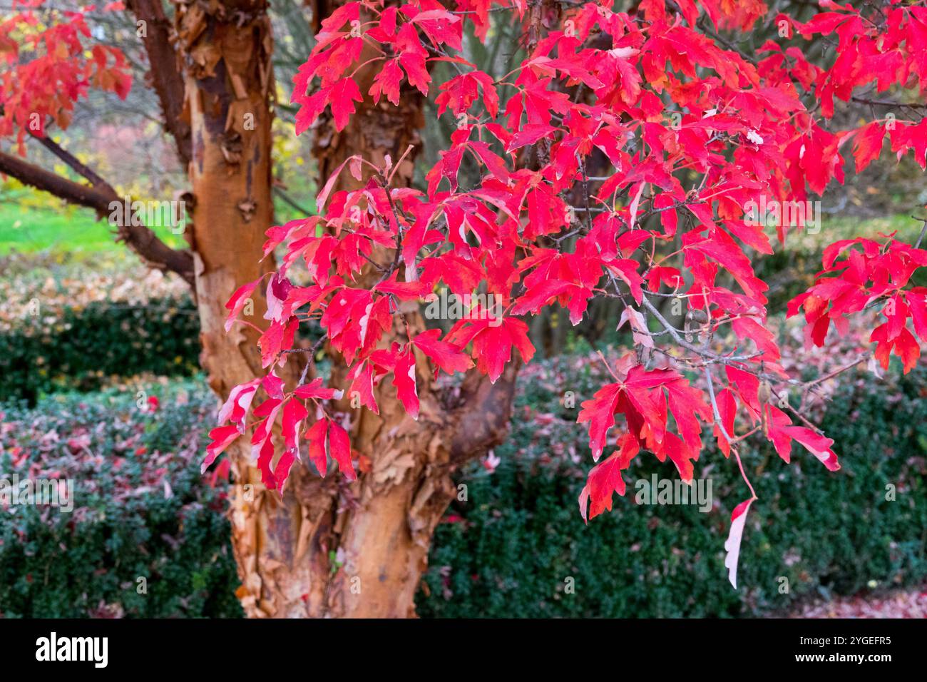 Acer griseum leaves autumn hi-res stock photography and images - Alamy