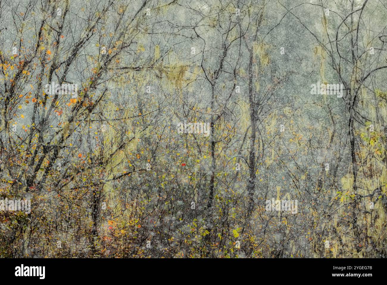 Heavy rain, backlit by sun, falling on small trees covered with ...