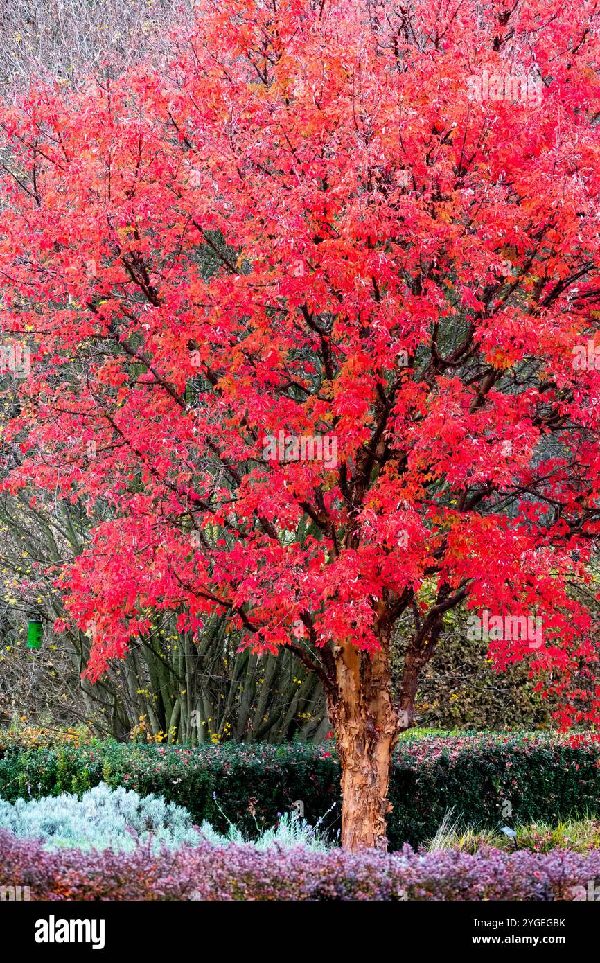 Paperbark Maple Acer griseum tree in autumn garden Stock Photo - Alamy
