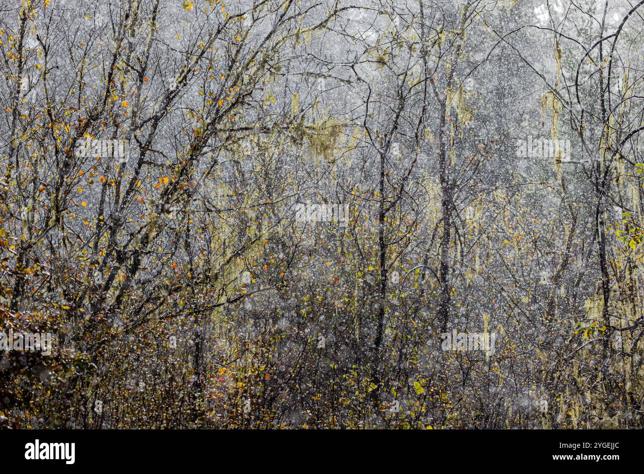 Heavy rain, backlit by sun, falling on small trees covered with ...