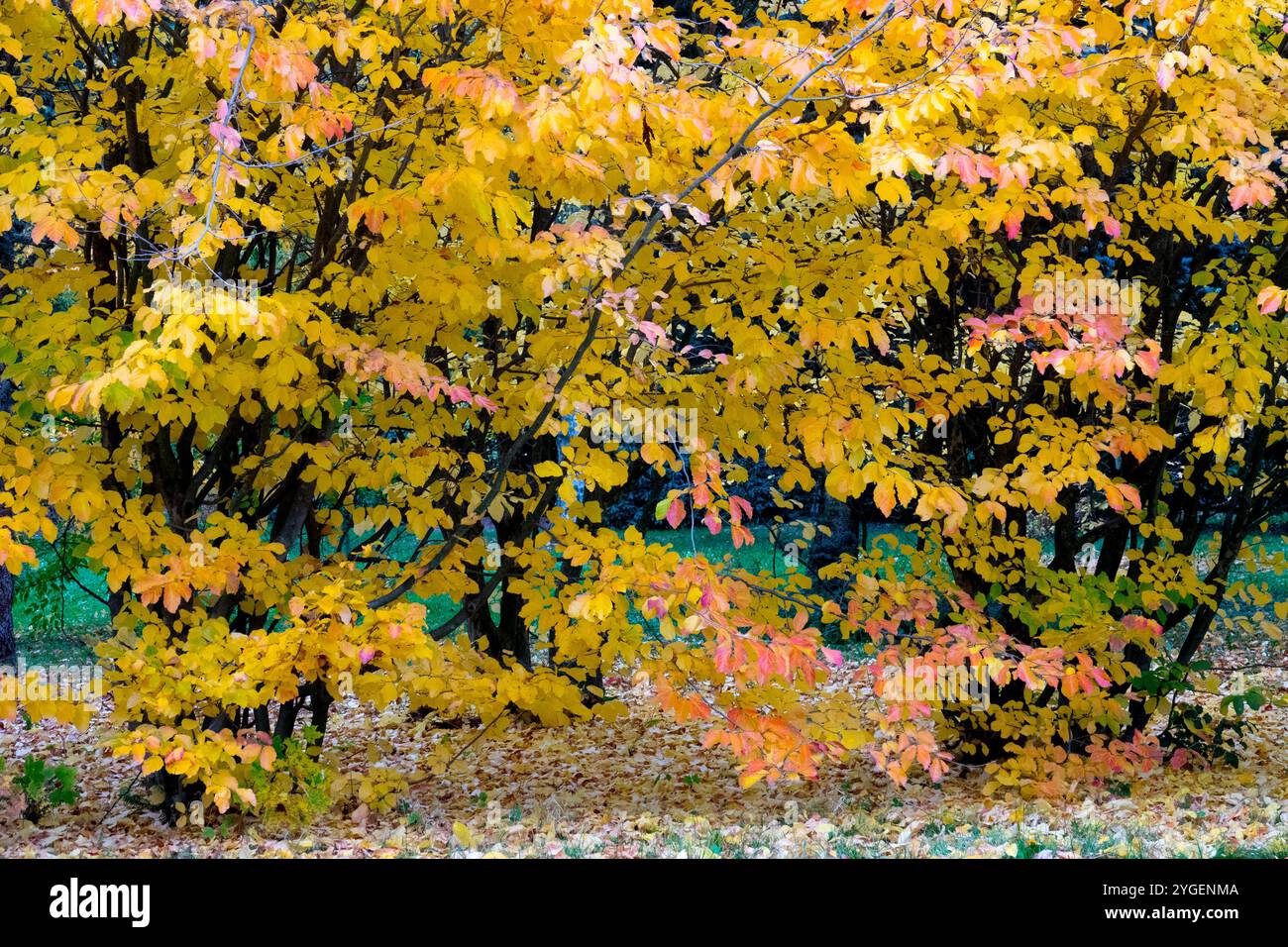 Persian ironwood witch hazel hi-res stock photography and images - Alamy