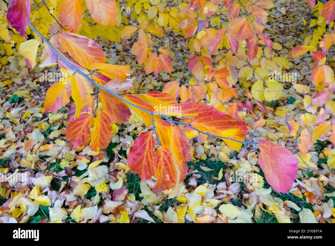 Parrotia persica autumn Persian Ironwood Witch Hazel leaves fall ...