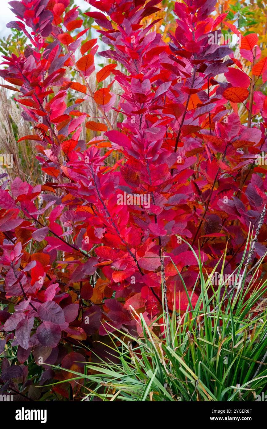 Red Cotinus "Grace" Smoketree Stock Photo - Alamy