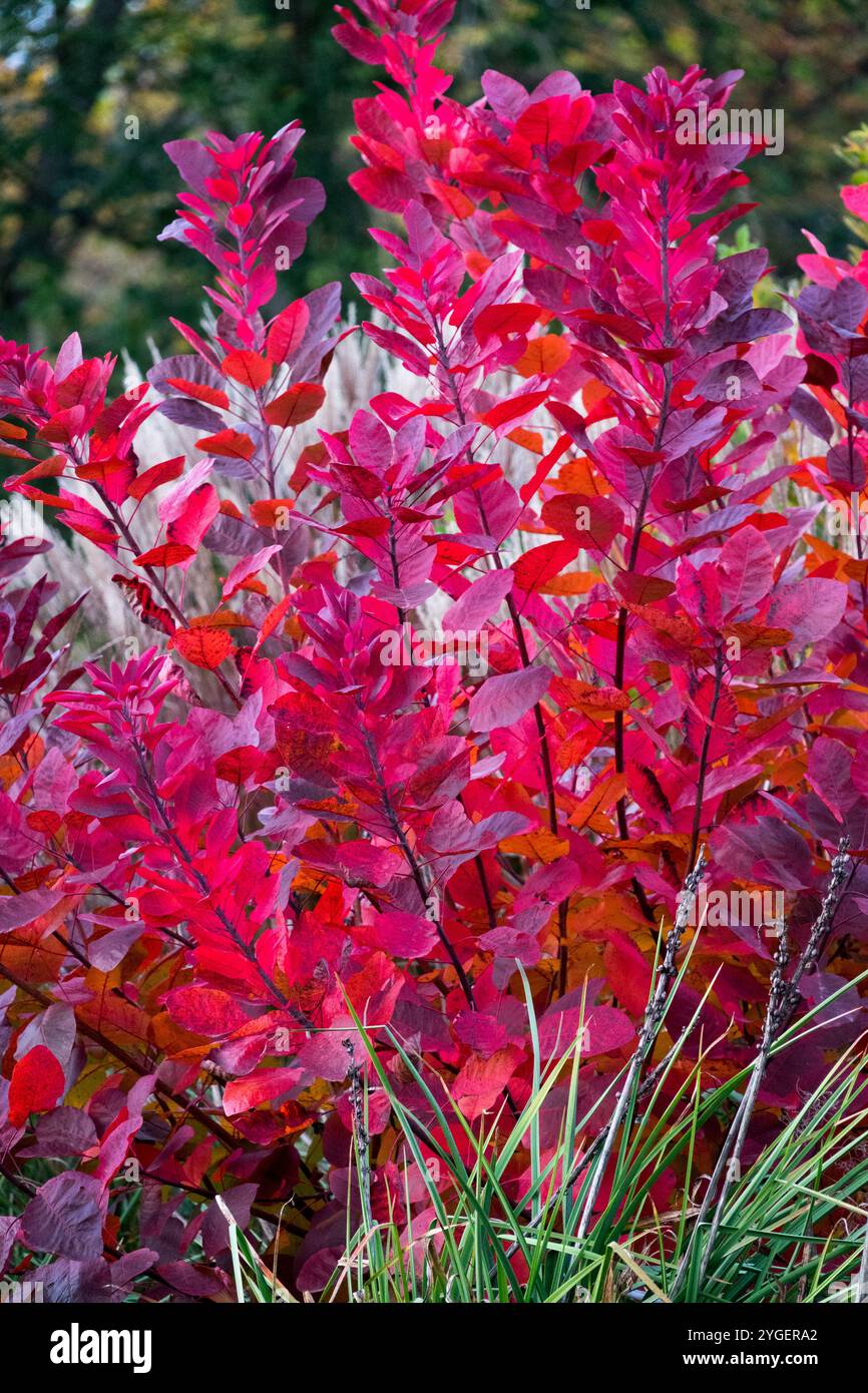 Smoke Tree Cotinus "Grace Stock Photo - Alamy