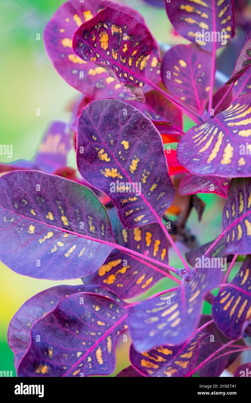 Cotinus coggygria smokebush hi-res stock photography and images - Alamy