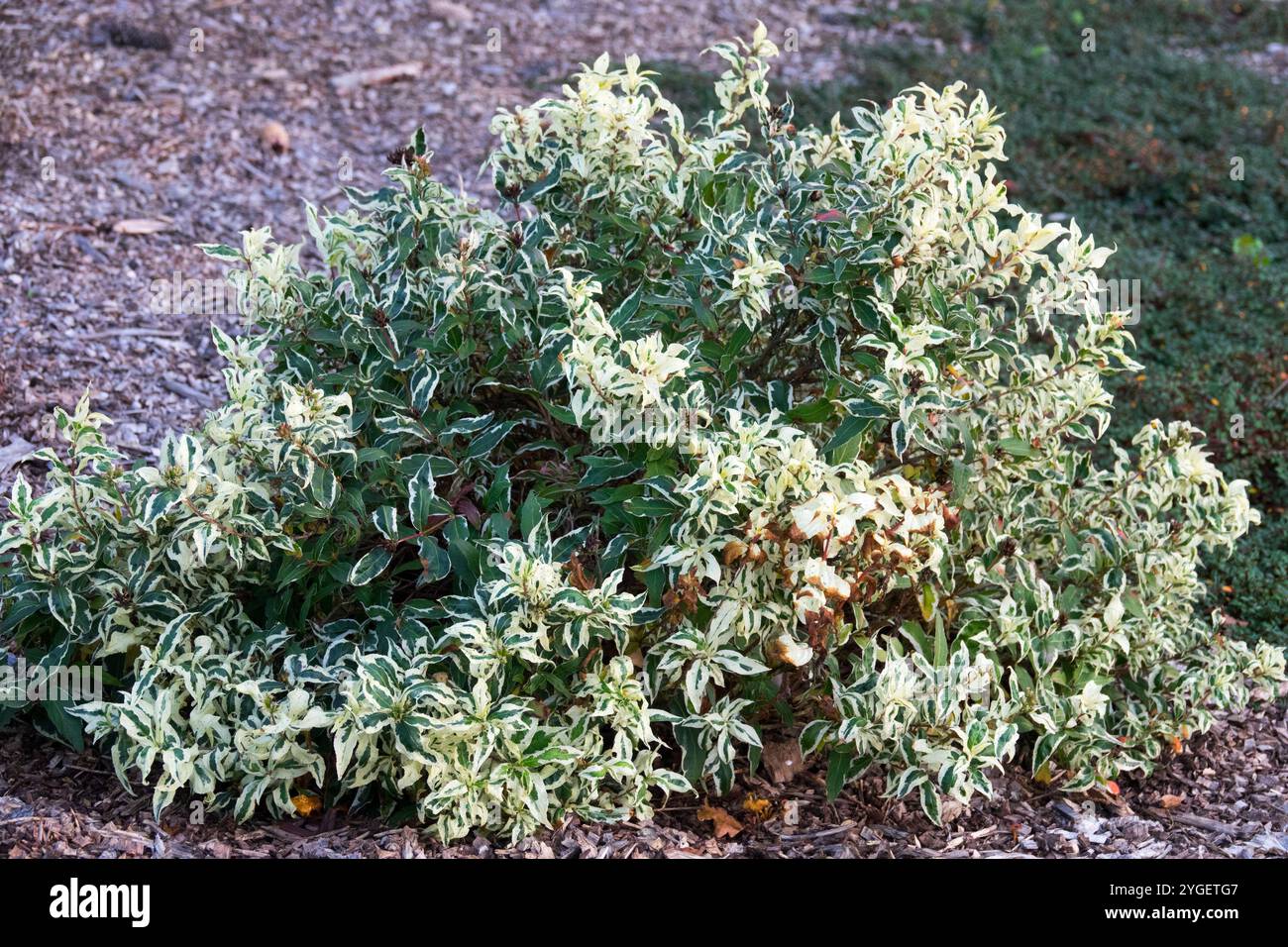 Southern Bush Honeysuckle Diervilla sessilifolia "Cool Splash Stock ...