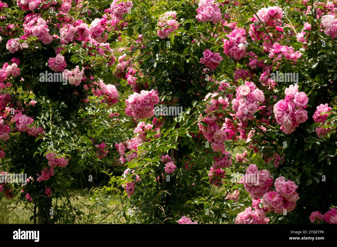 Rosa Rose Pink Roses Rosaceae,Ornamental,Garden Plant Plants Shrub Shrubs Flower Flowers ...