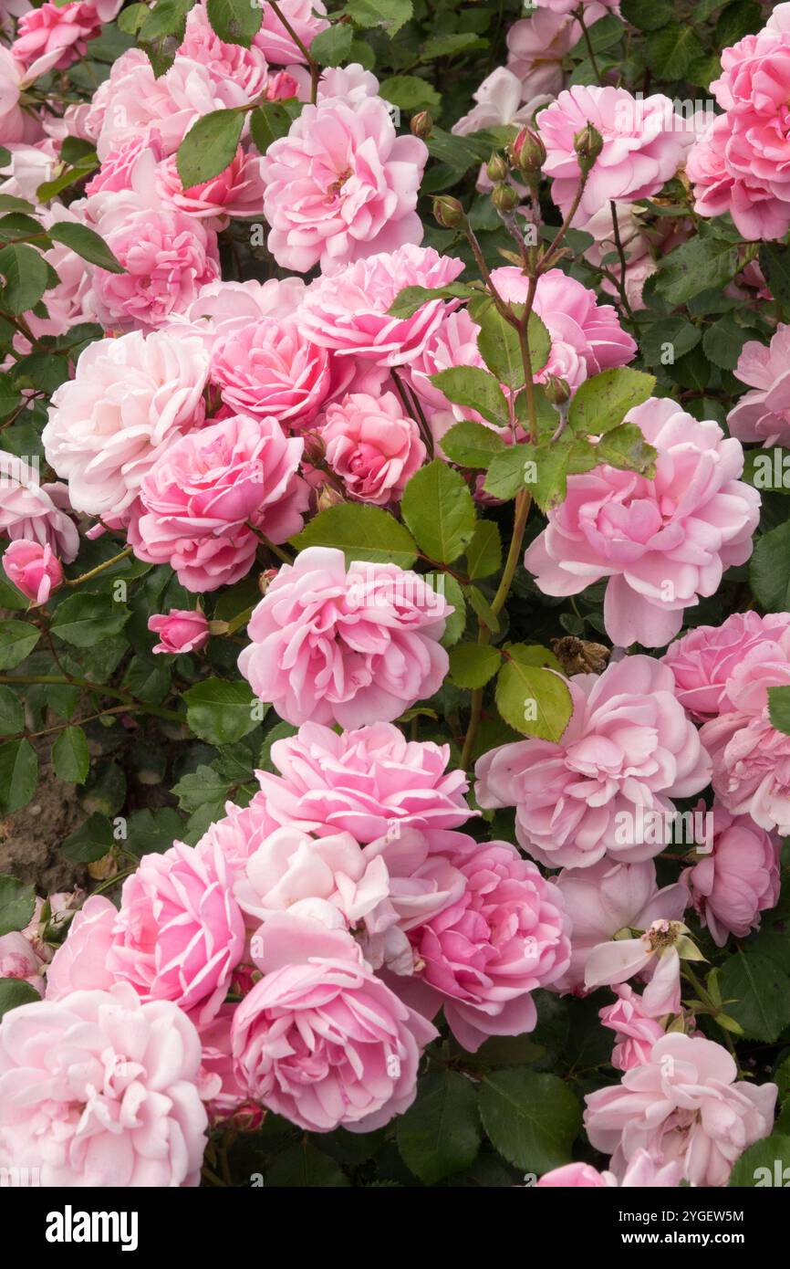 Floribunda shrub rose hi-res stock photography and images - Alamy