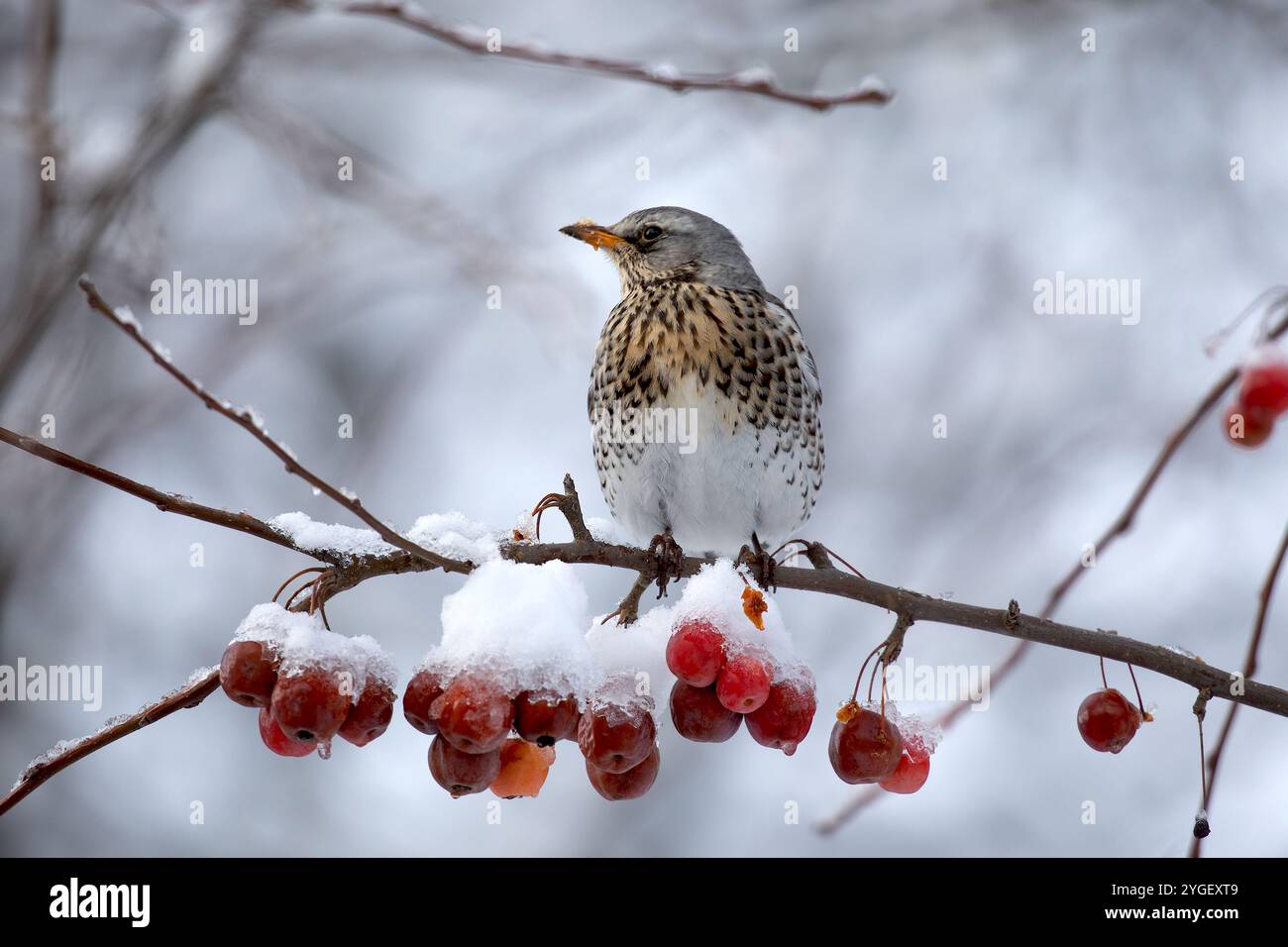 Fieldfare in apple tree hi-res stock photography and images - Alamy