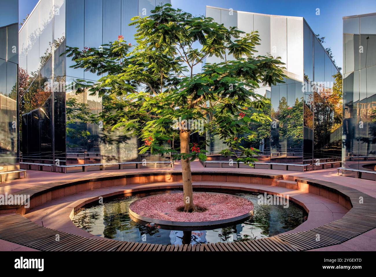 Delonix tree in a park. Krasnodar. Russia Stock Photo - Alamy