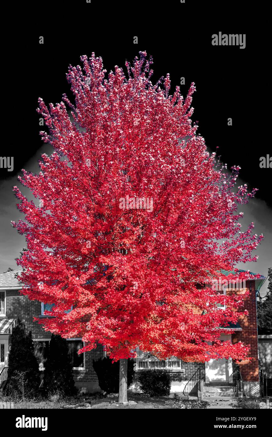 Red on monochrome hi-res stock photography and images - Alamy