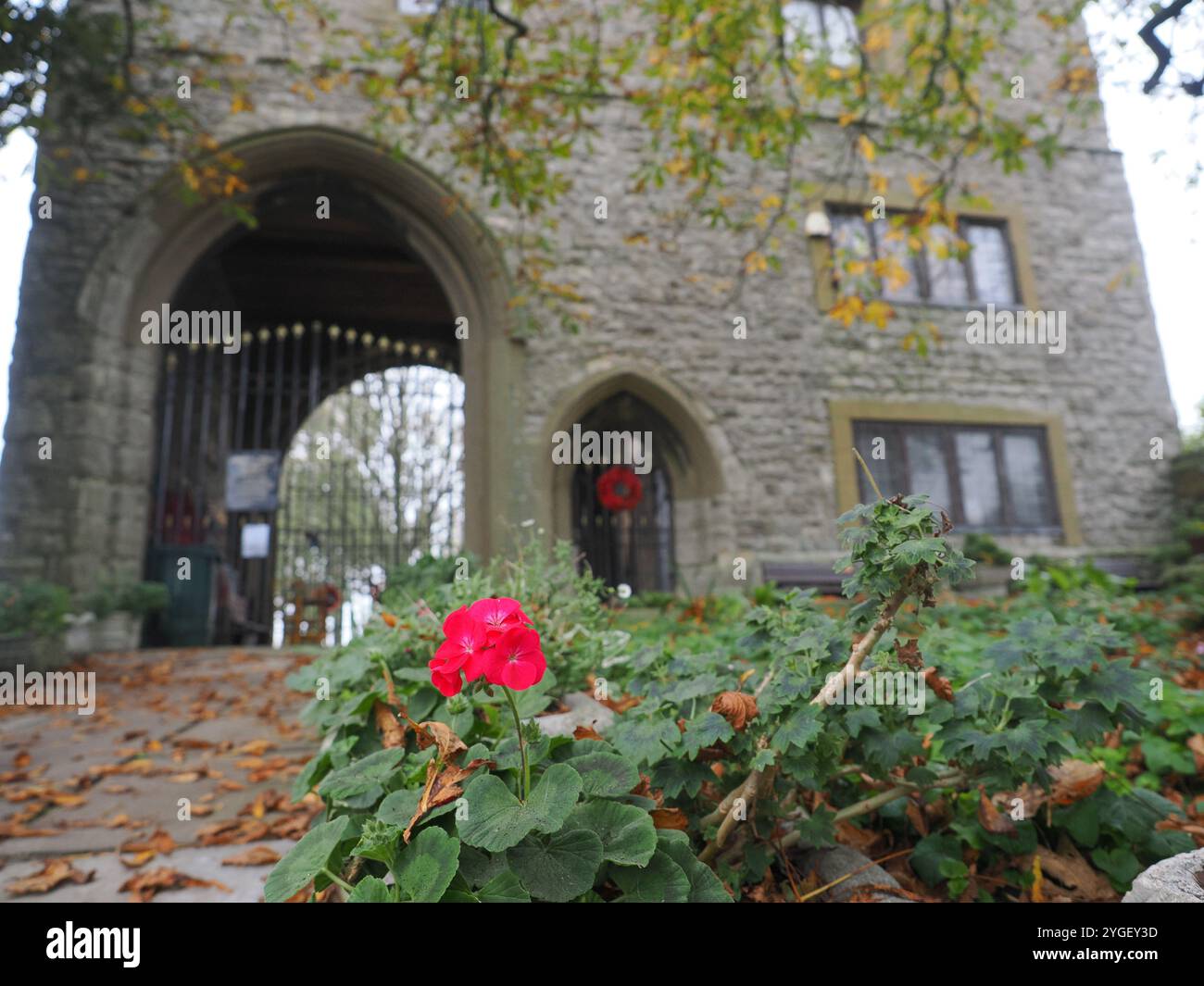 Minster on Sea, Kent, UK. 7th Nov, 2024. A Remembrance poppy display ...