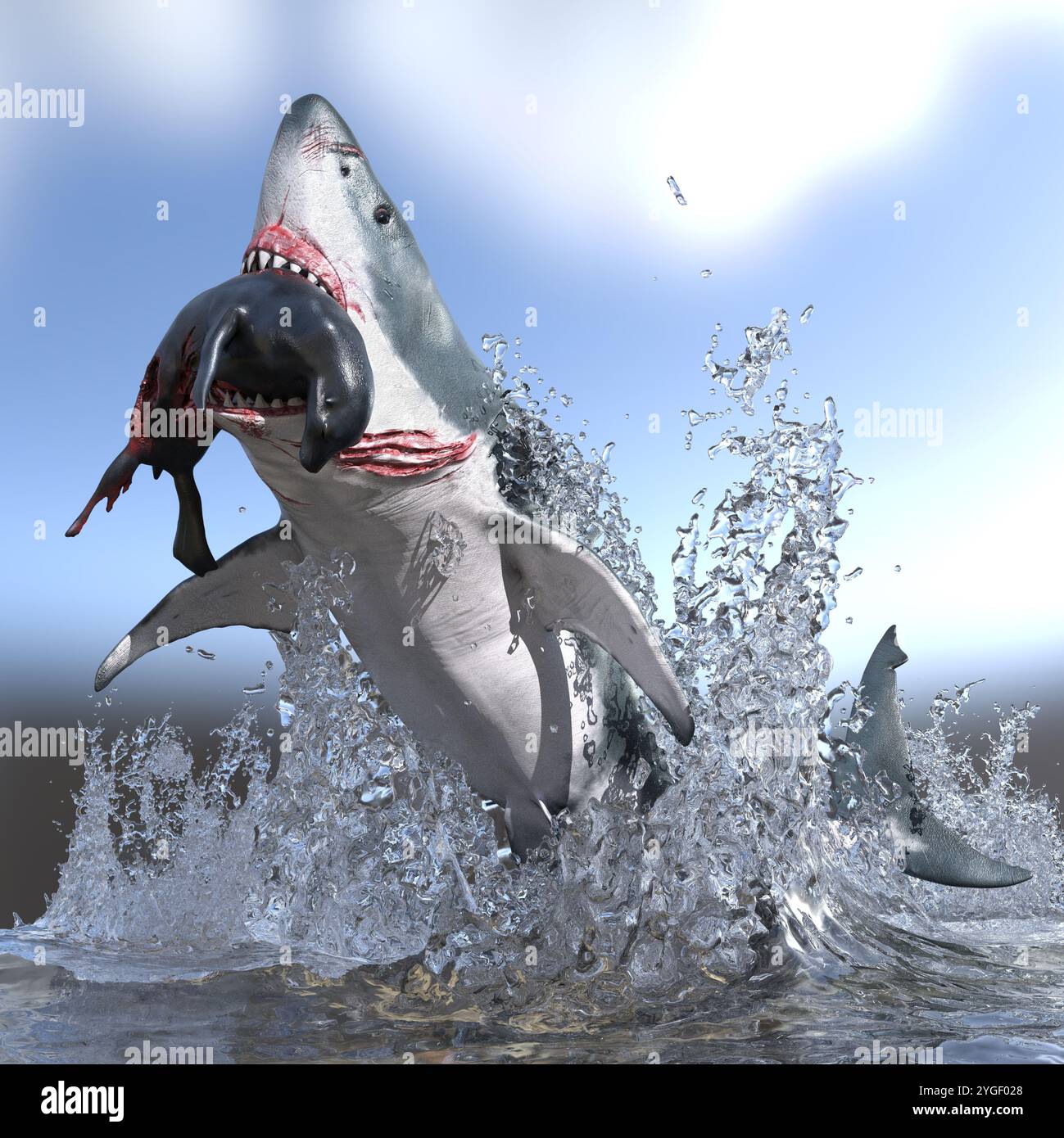 Great white shark with prey in its mouth leaping out of the water Stock ...