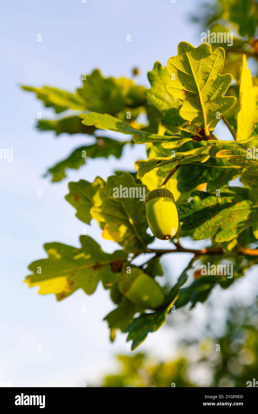 Close up green plants trees hi-res stock photography and images - Alamy