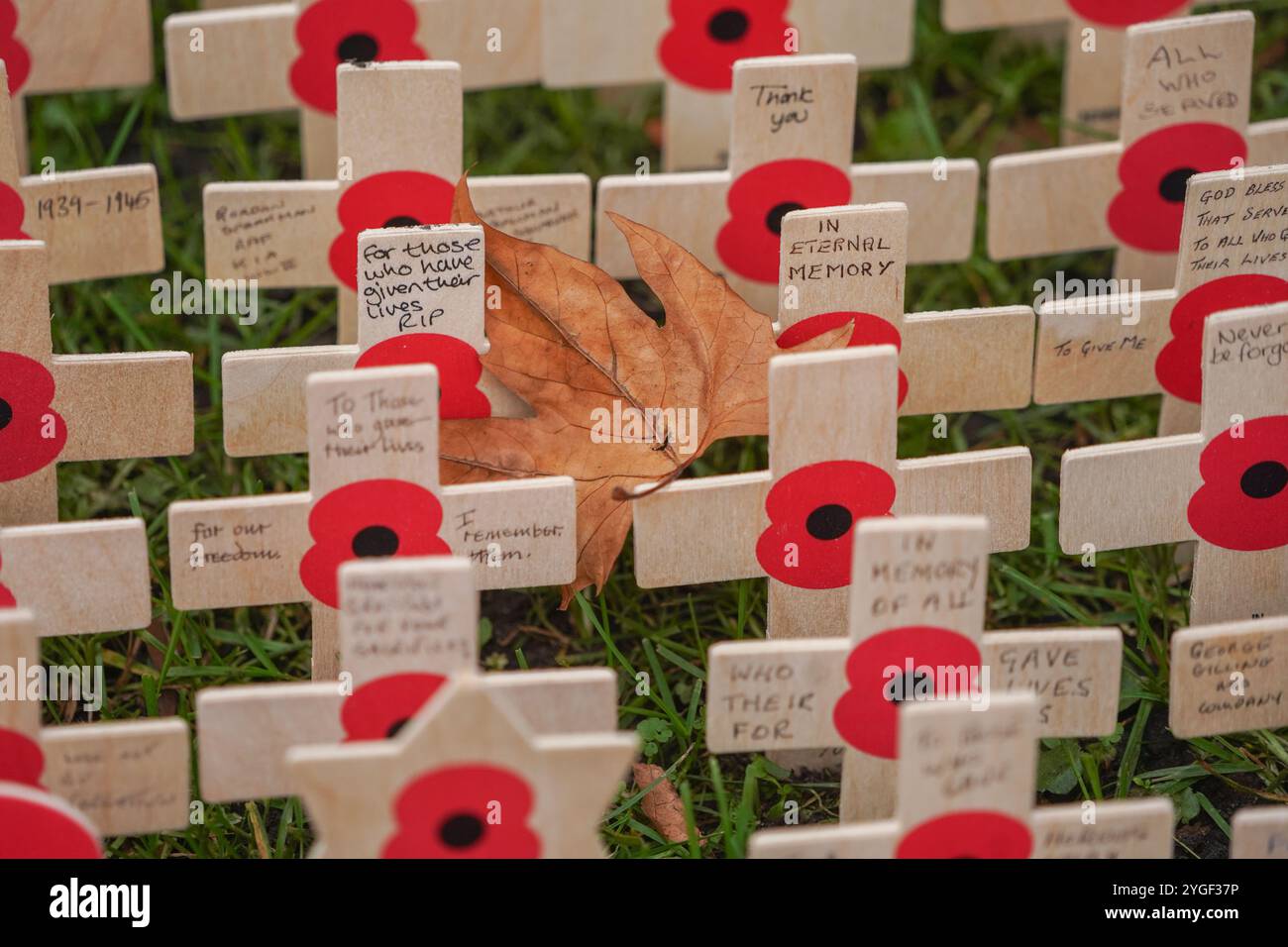 Wooden crosses with poppies at the Field of Remembrance, in Westminster ...
