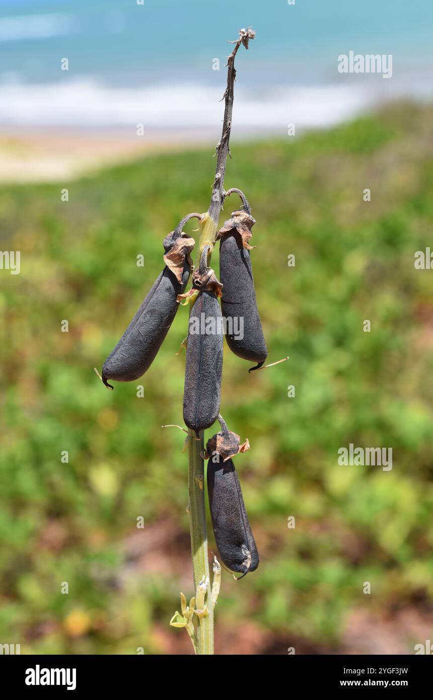 Rattlebox Crotalaria retusa seed pods outdoor Stock Photo - Alamy