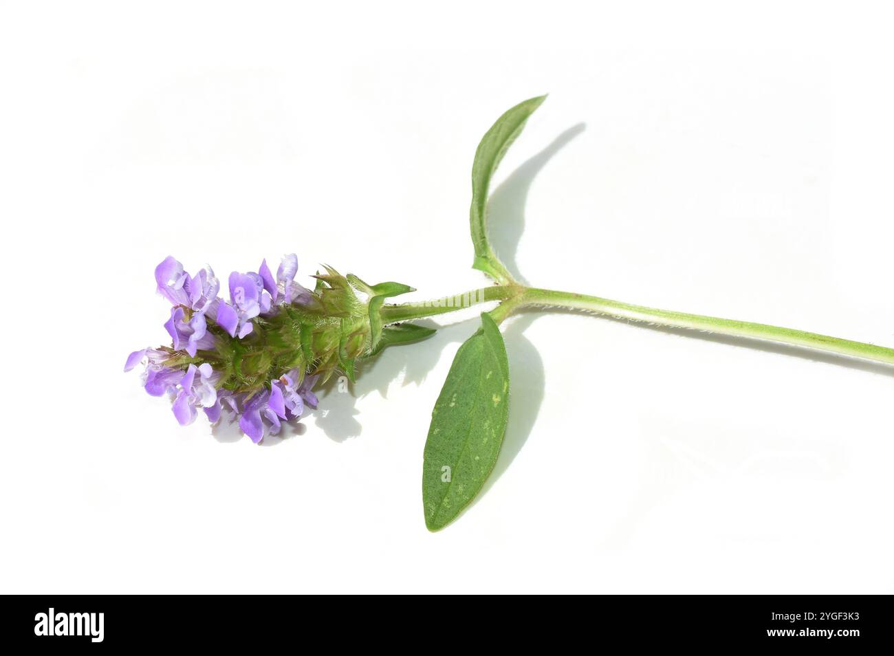 Common self-heal plant Prunella vulgaris flowering on white background ...
