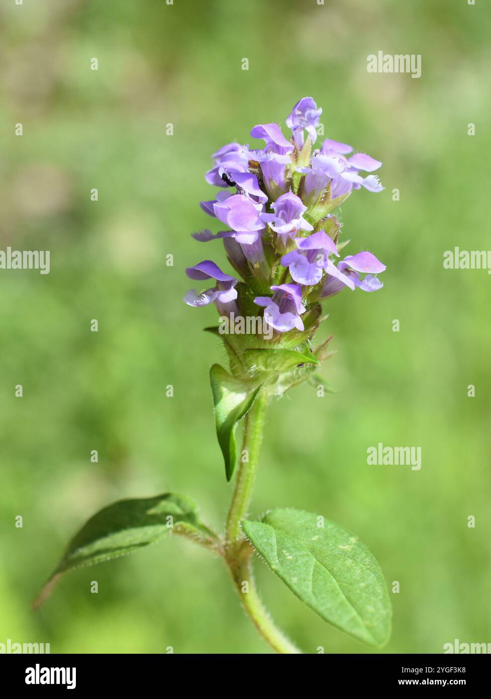 Common self-heal plant Prunella vulgaris flowering Stock Photo - Alamy