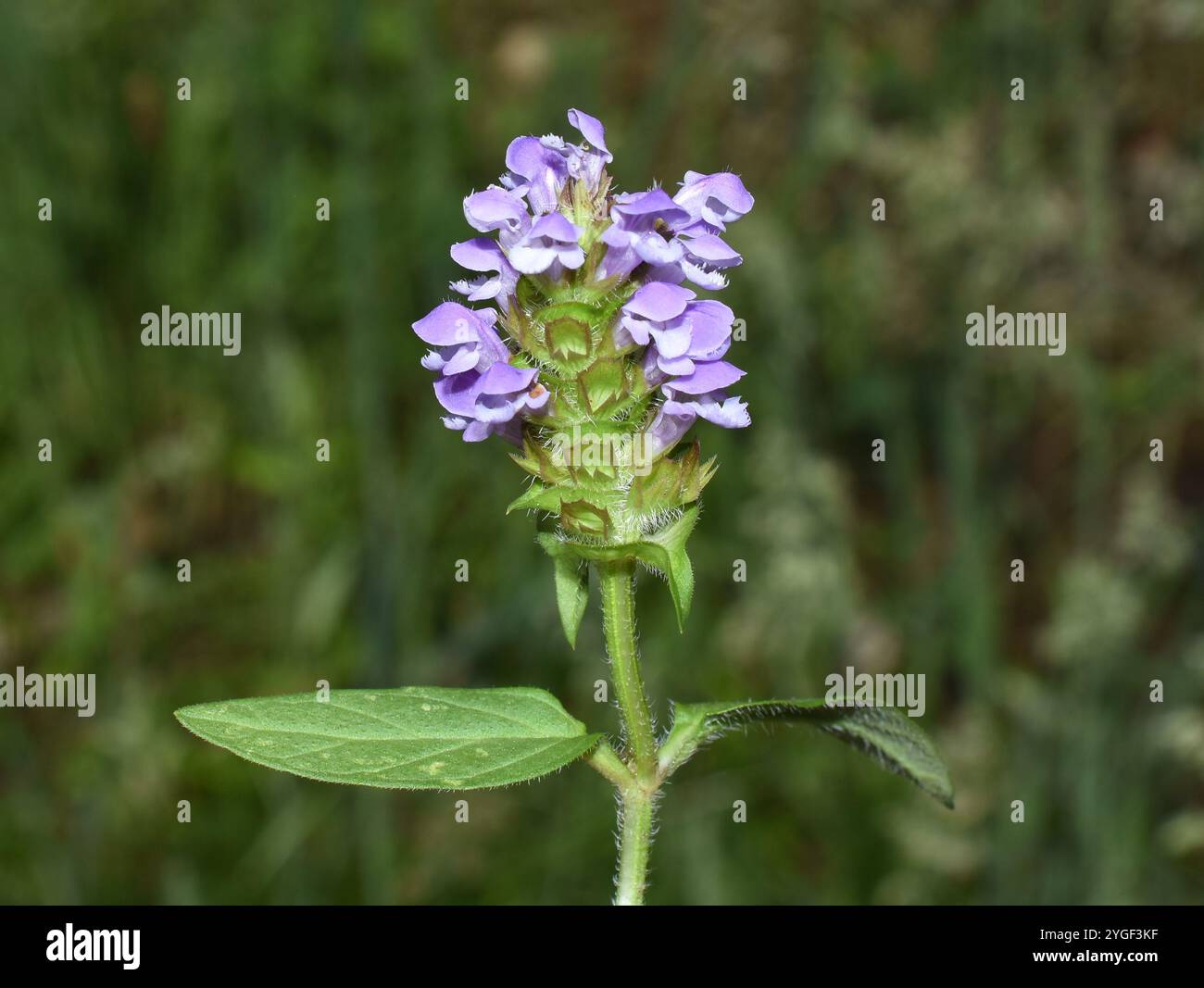Common self-heal plant Prunella vulgaris flowering Stock Photo - Alamy