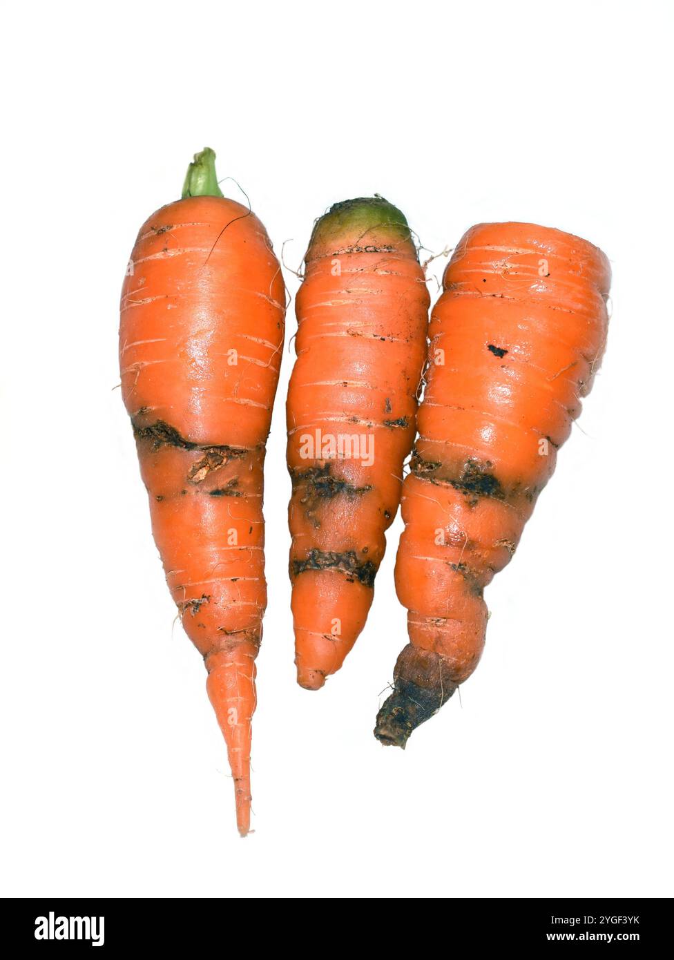 Psila rosae carrot root fly damage on carrot Stock Photo - Alamy