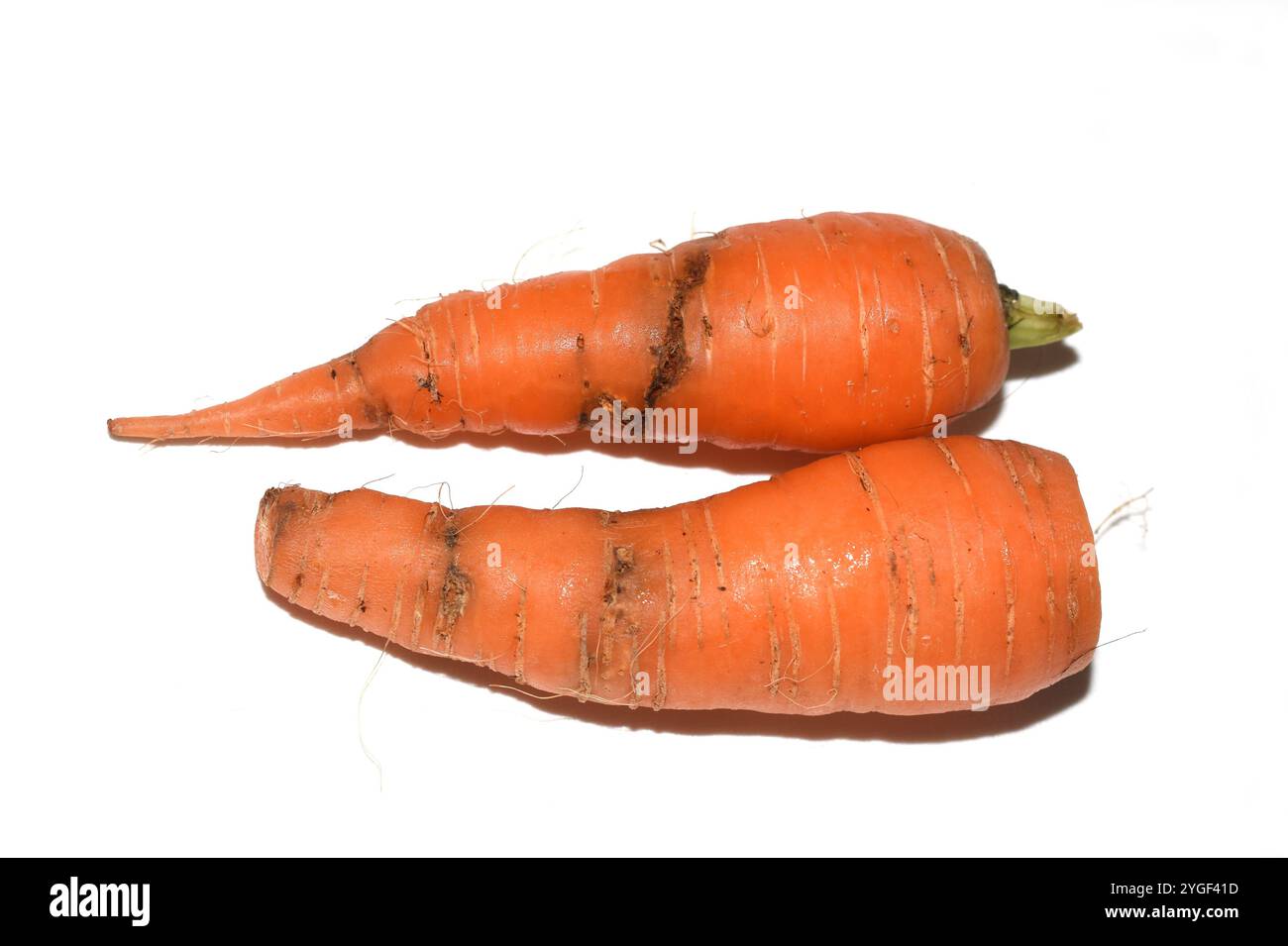 Carrot fly Cut Out Stock Images & Pictures - Alamy