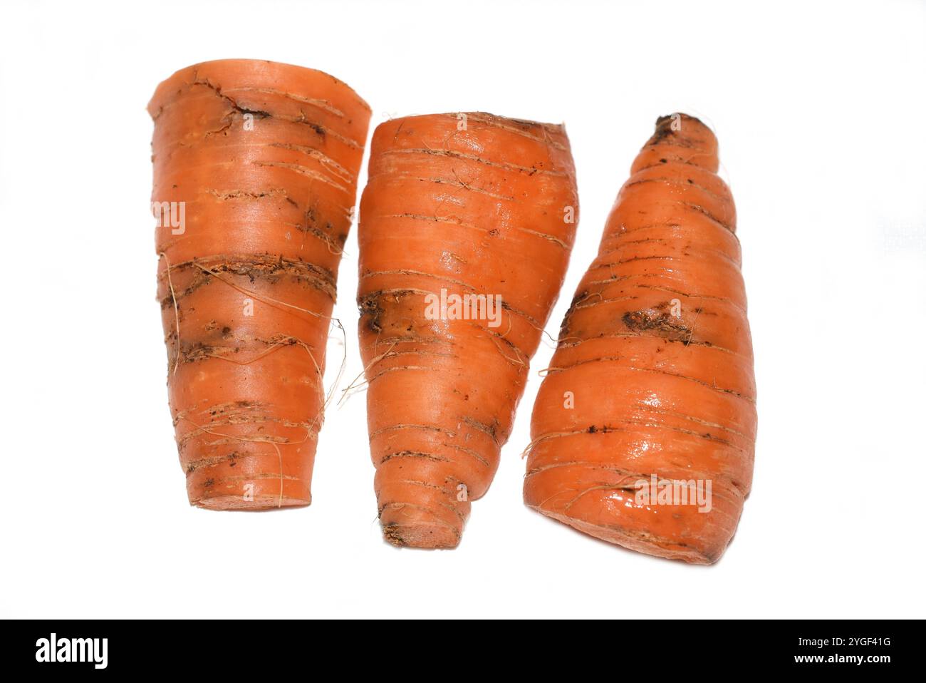 Plant root damage hi-res stock photography and images - Alamy