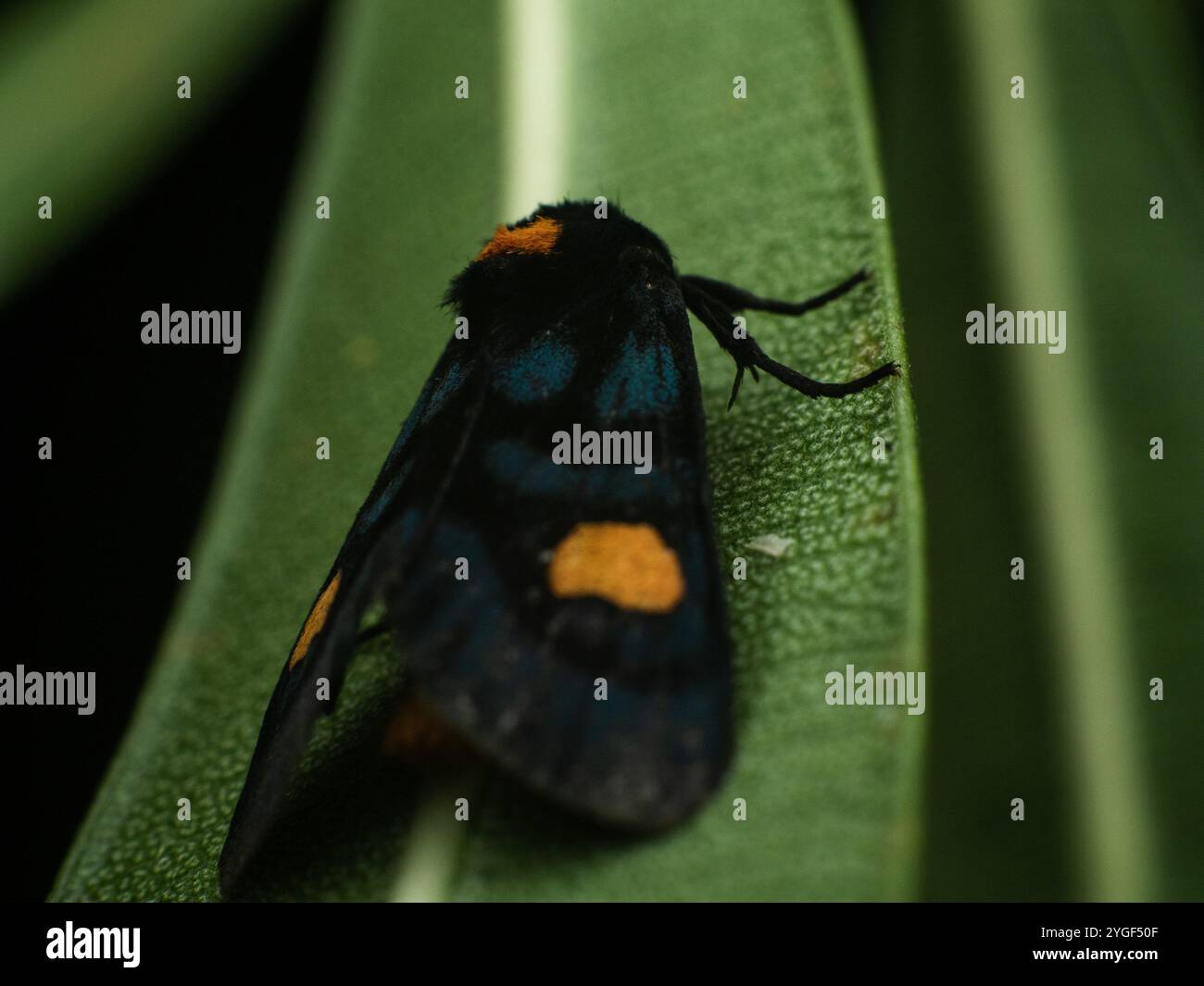 Beautiful moth with black blue and orange coloration, from the ...
