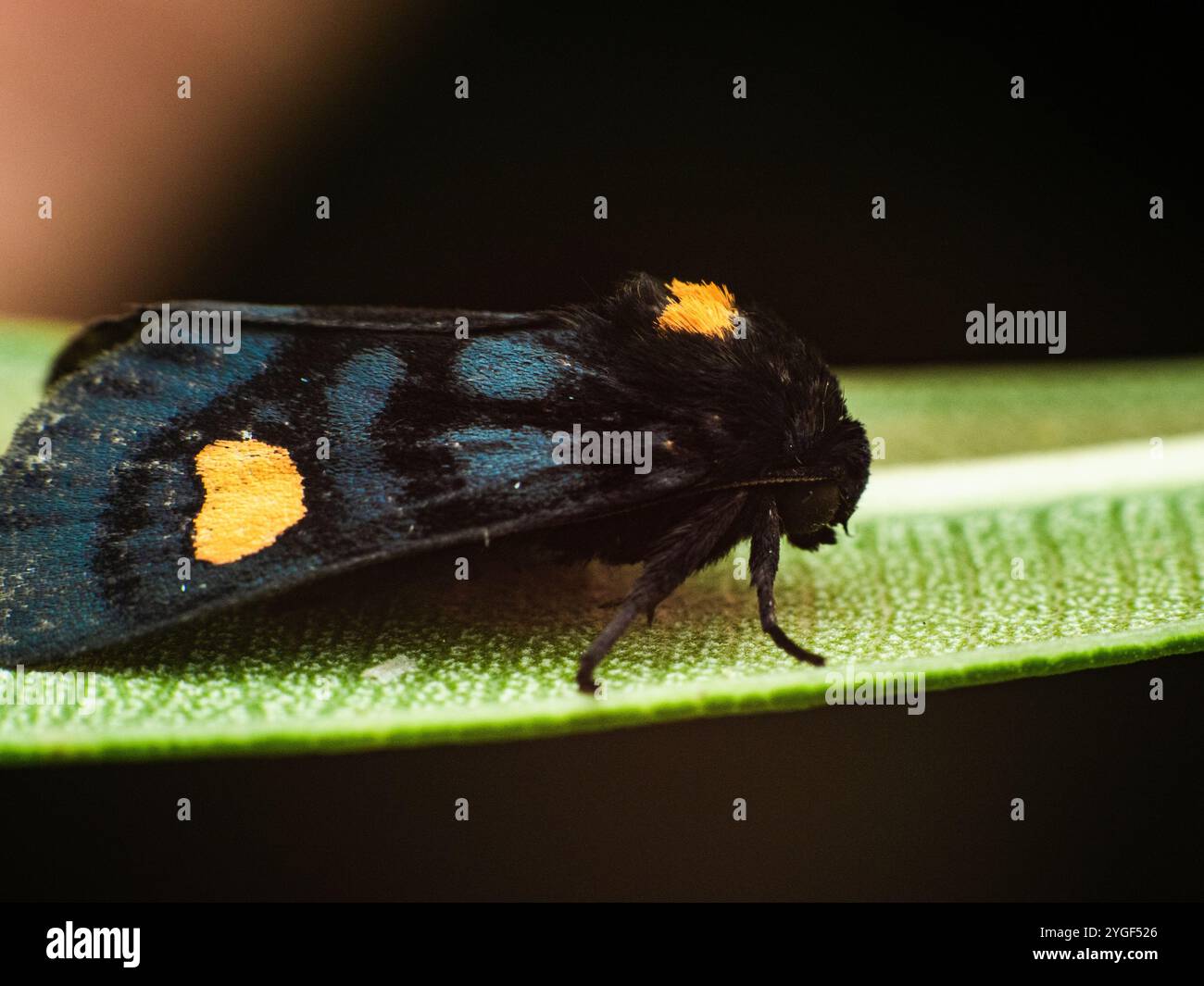 Beautiful moth with black blue and orange coloration, from the ...