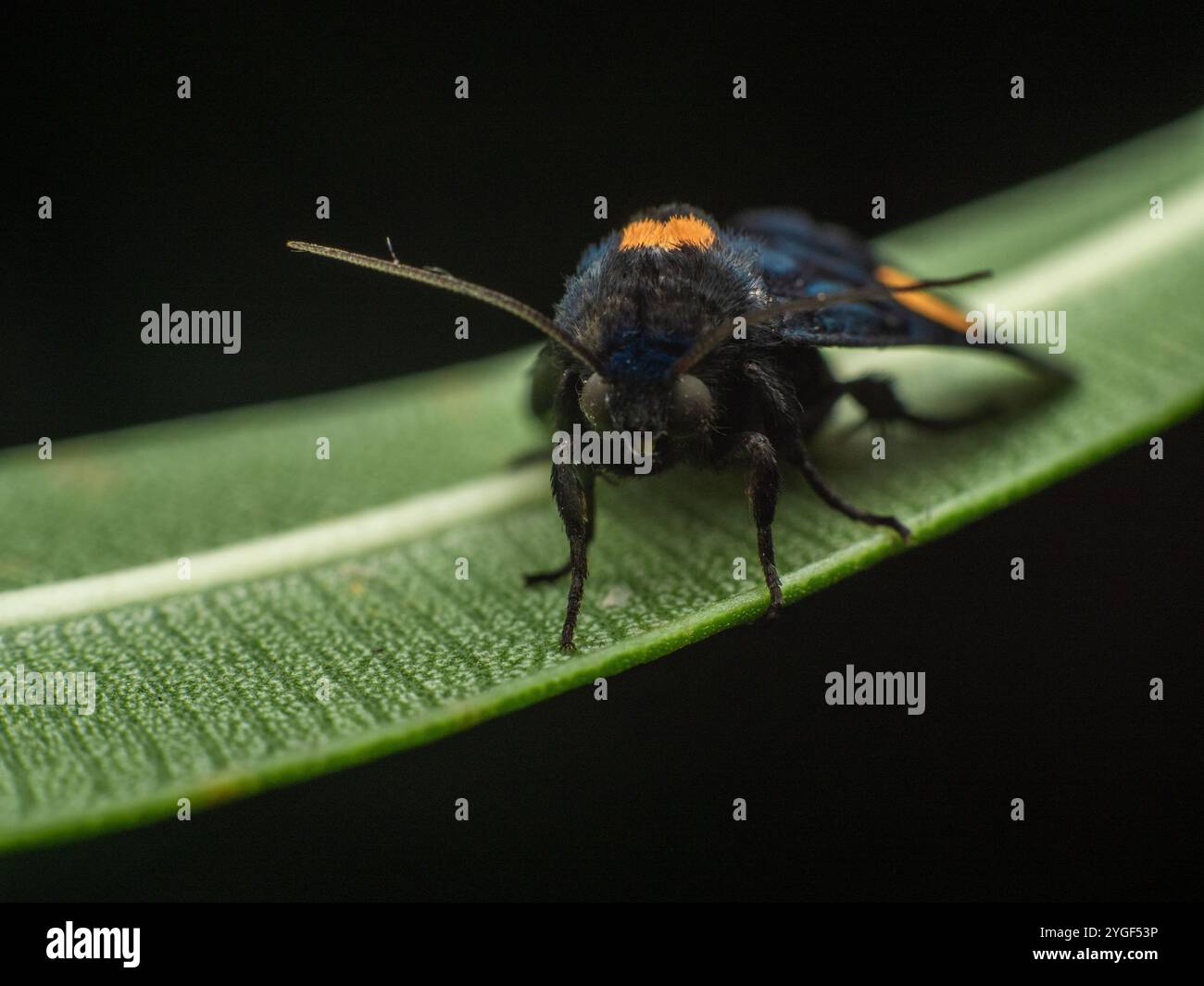 Beautiful moth with black blue and orange coloration, from the ...
