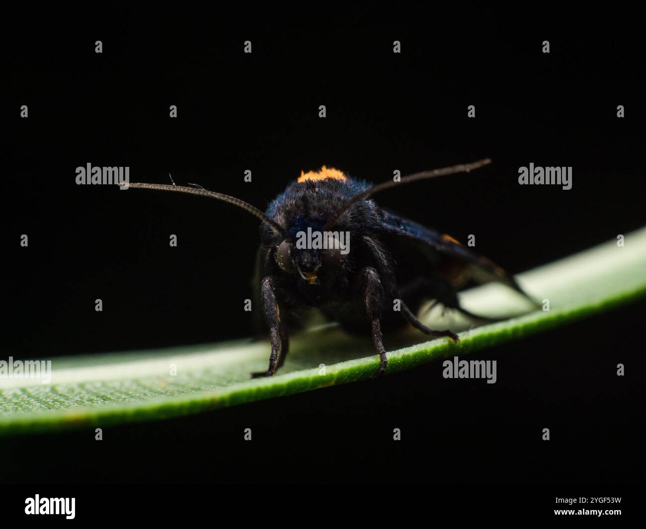 Beautiful moth with black blue and orange coloration, from the ...