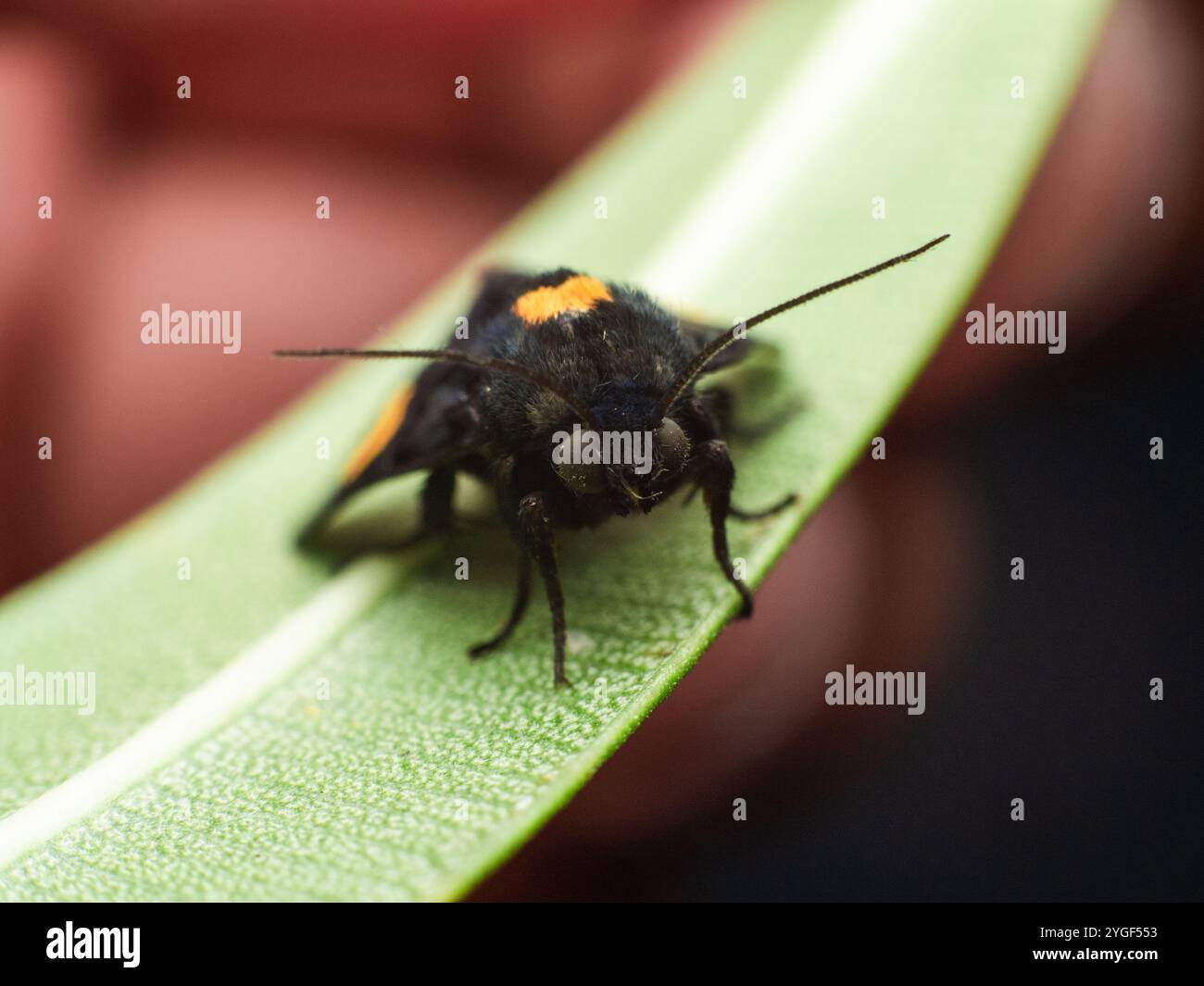 Beautiful moth with black blue and orange coloration, from the ...