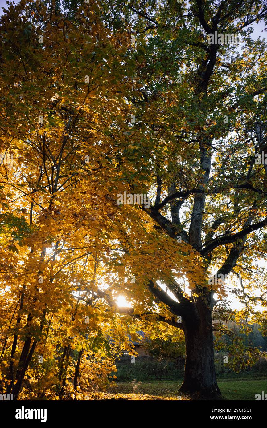 Crisp forest hi-res stock photography and images - Alamy