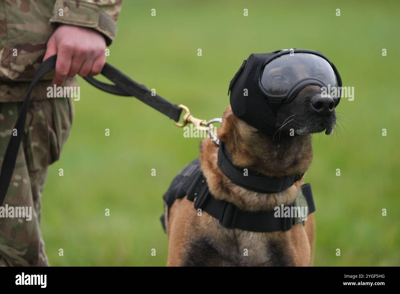 Military working dog Una, wearing safety goggles and vest during ...