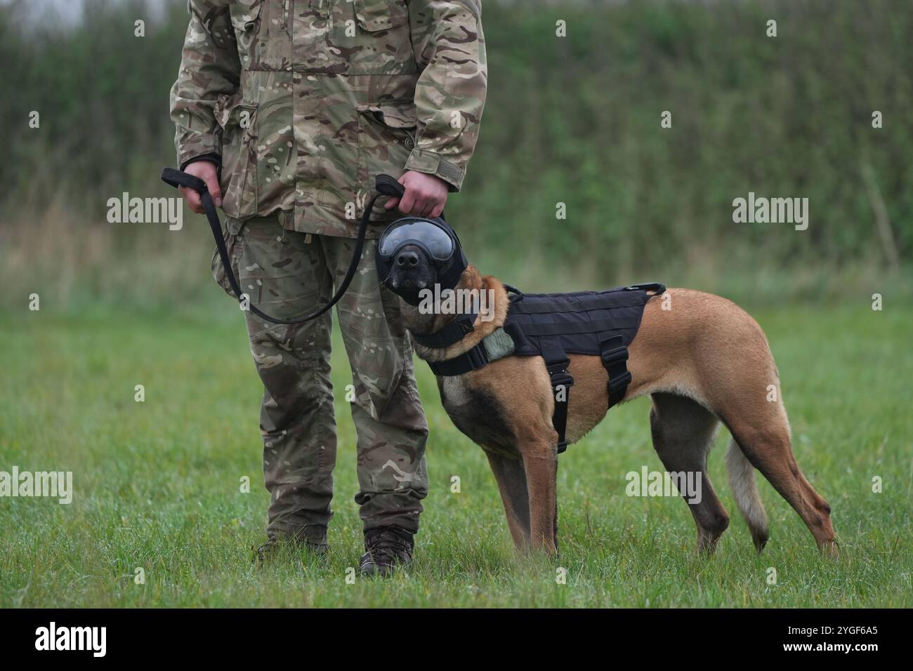 Military working dog Una, wearing safety goggles, ear defenders and ...