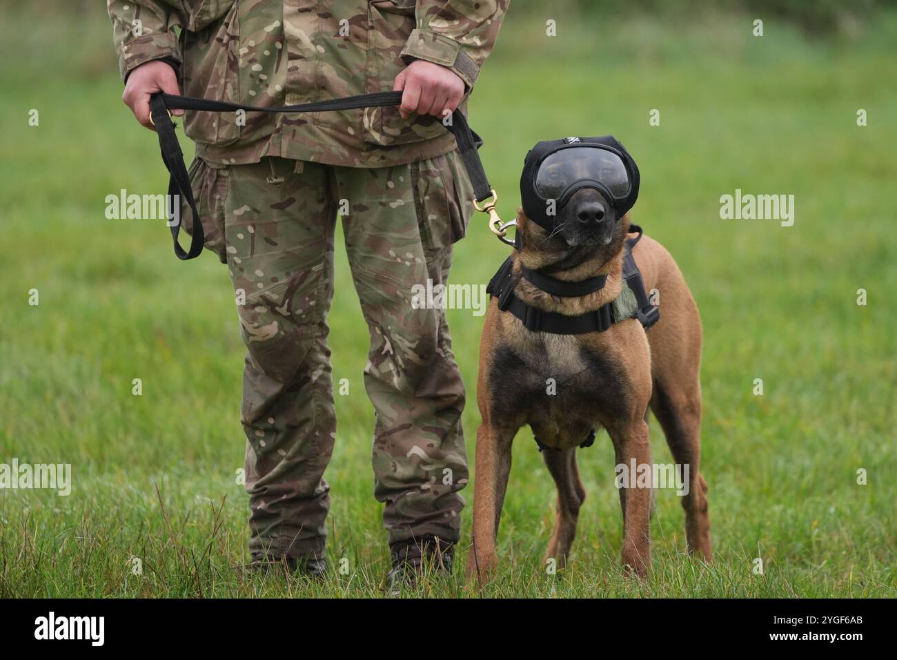 Military working dog Una, wearing safety goggles, ear defenders and ...