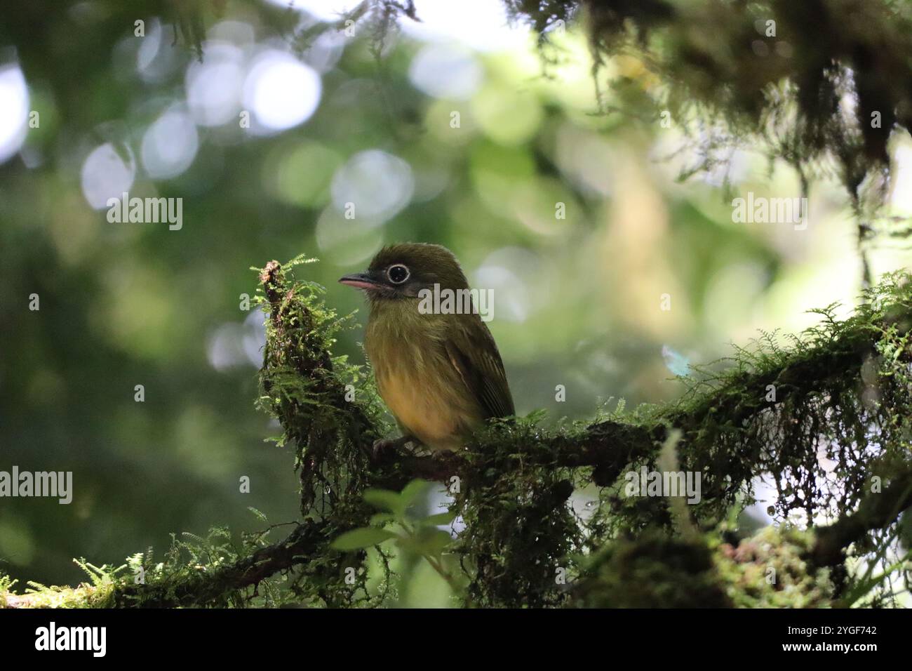 Bird Watching Monteverde Cloud Forest, Costa Rica Stock Photo - Alamy